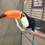 BirdBreeders.com - Bird Breeders Directory of Availability and Parrot ...