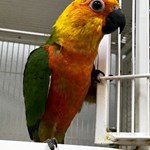 Breeders Availability :: World of Birds, Chester, NJ