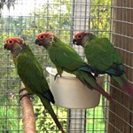 BirdBreeders.com - Bird Breeders Directory of Availability and Parrot ...