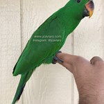 BirdBreeders.com - Bird Breeders Directory of Availability and Parrot ...