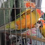 BirdBreeders.com - Bird Breeders Directory of Availability and Parrot ...