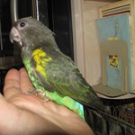 BirdBreeders.com - Bird Breeders Directory of Availability and Parrot ...