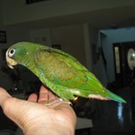 BirdBreeders.com - Bird Breeders Directory of Availability and Parrot ...