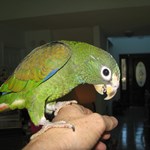 BirdBreeders.com - Bird Breeders Directory of Availability and Parrot ...
