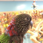 BirdBreeders.com - Bird Breeders Directory of Availability and Parrot ...