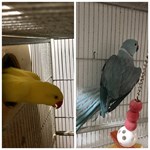 BirdBreeders.com :: In A Pickle Parrots, Broadview Heights, OH