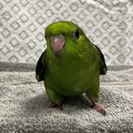 BirdBreeders.com :: In A Pickle Parrots, Broadview Heights, OH