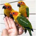 BirdBreeders.com - Bird Breeders Directory of Availability and Parrot ...