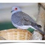 Diamond Doves for Sale