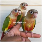 BirdBreeders.com - Bird Breeders Directory of Availability and Parrot ...
