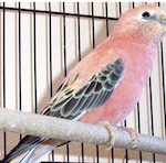 Bourke Parakeets for Sale