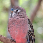 Bourke Parakeets for Sale