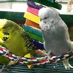 Budgerigars for Sale