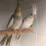 Cockatiels for Sale
