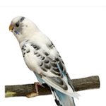 Budgerigars for Sale