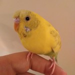 Budgerigars for Sale