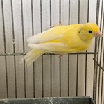 Canaries for Sale