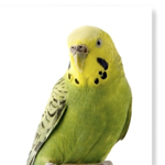 Budgerigars for Sale