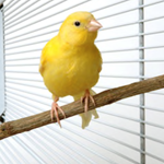 Canaries for Sale