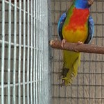 Grass Scarlet Chested (Splendid) Parakeets for Sale