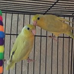 Parrotlets for Sale