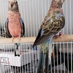 Parakeets for Sale