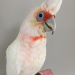 Cockatoos for Sale