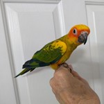 Sun Conures for Sale