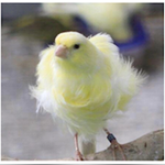 Canaries for Sale
