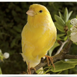 Canaries for Sale