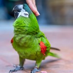 BirdBreeders.com - Bird Breeders Directory of Availability and Parrot ...