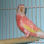 Bourke Parakeets for Sale