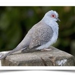 Diamond Doves for Sale