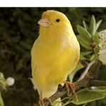 Canaries for Sale