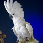 Cockatoos for Sale