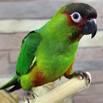 Nanday Conures for Sale