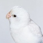 Parrotlets for Sale
