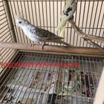 Cockatiels for Sale