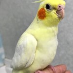 Cockatiels for Sale