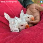 BirdBreeders.com - Bird Breeders Directory of Availability and Parrot ...