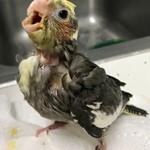 Cockatiels for Sale