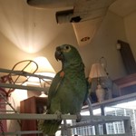 BirdBreeders.com - Bird Breeders Directory of Availability and Parrot ...