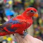 Red Lories for Sale
