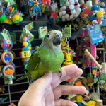 Conures for Sale