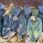 Parrotlets for Sale