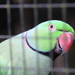 BirdBreeders.com - Bird Breeders Directory of Availability and Parrot ...