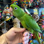 Conures for Sale