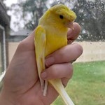 Canaries for Sale