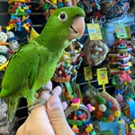 Conures for Sale