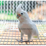 Goffin Cockatoos for Sale